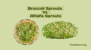 What is the Difference Between Broccoli Sprouts and Alfalfa Sprouts? - Foods Fact